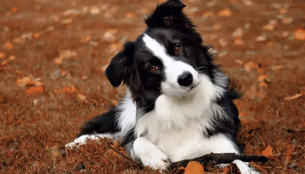 Dressage chien Bordeaux- CAN-IDÉE ÉDUCATION